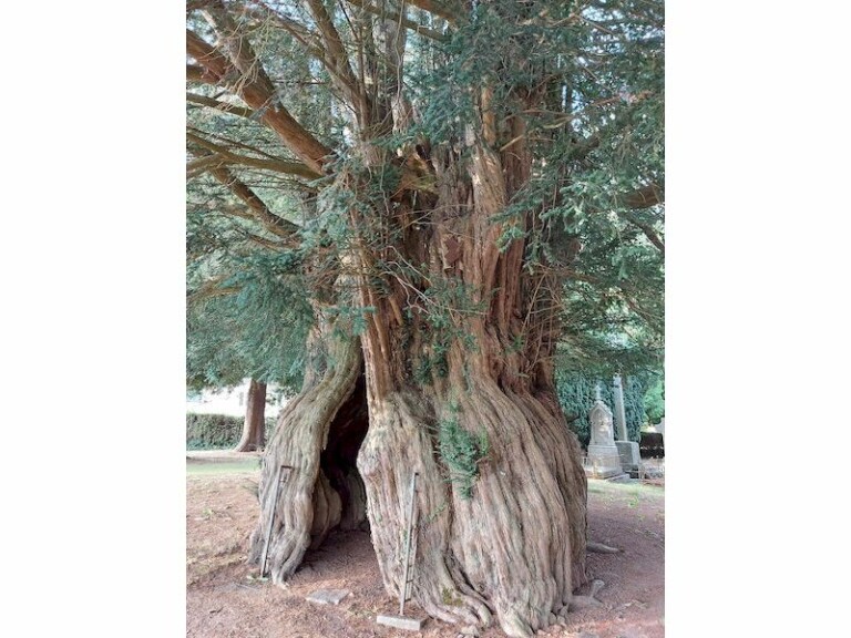 Remarkable trees - The Mountains of Normandy